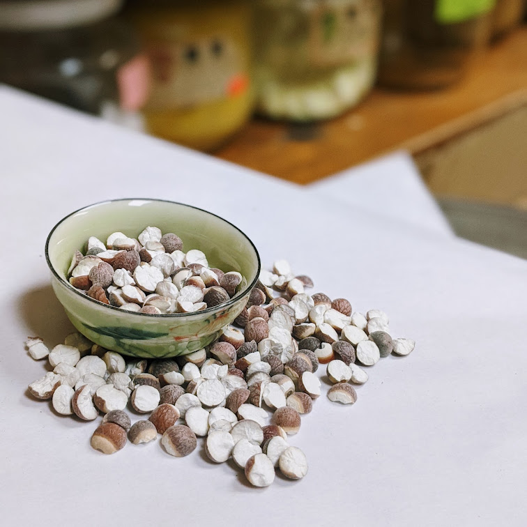 Qian Shi （芡實） - Nam Bac Hang